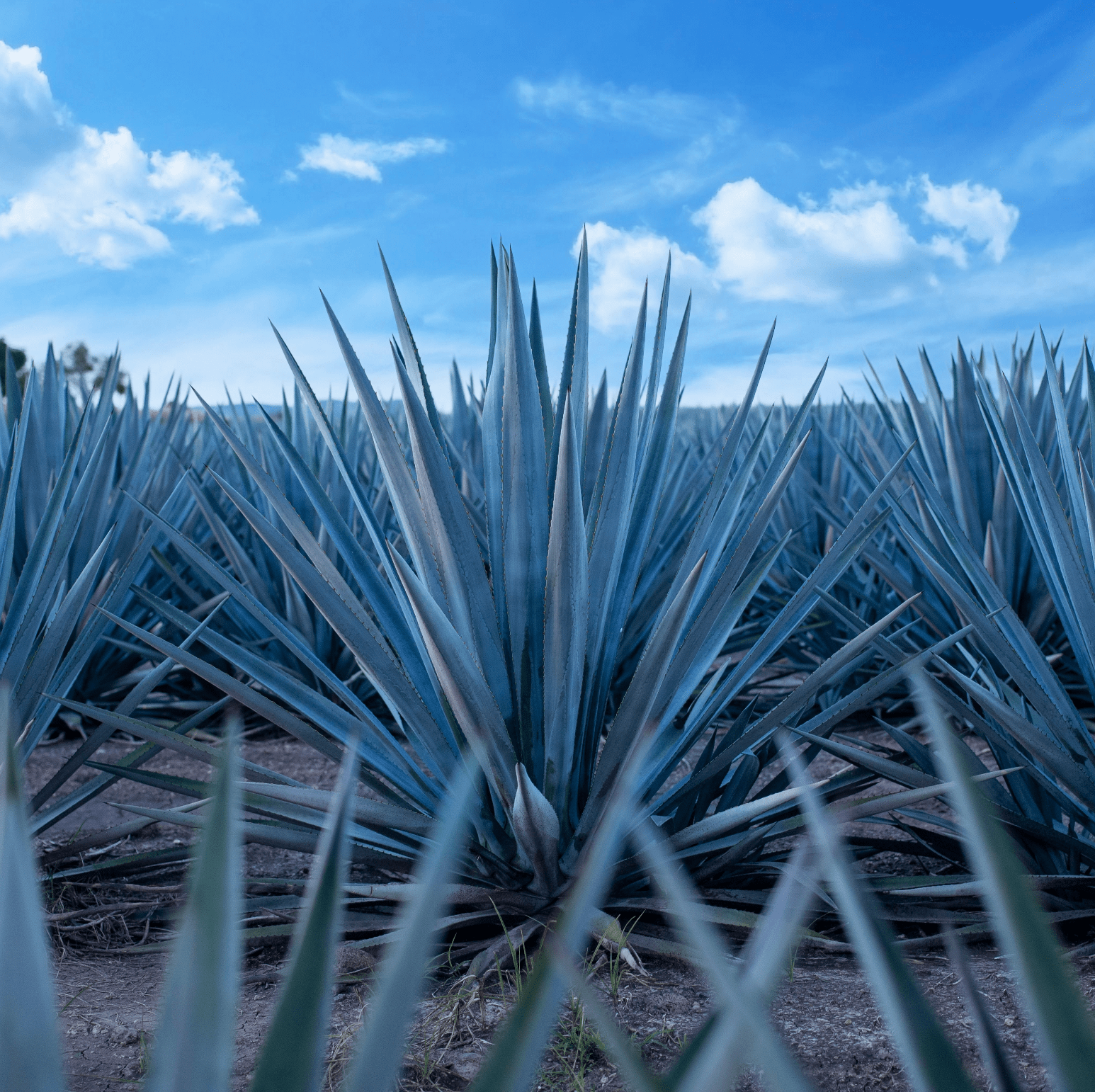 El agave azul: el corazón del tequila - Casa Valle Amate